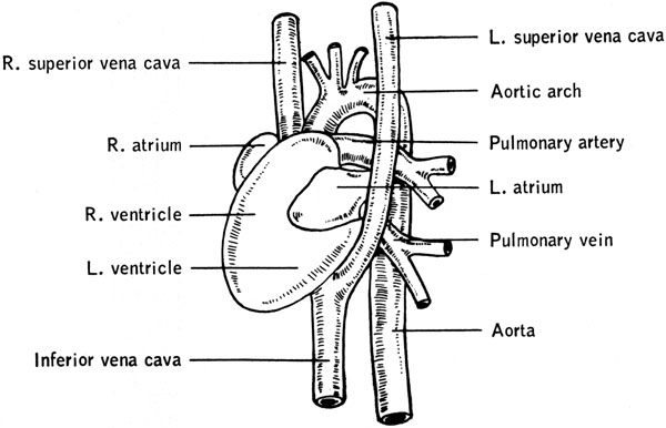 Biology of the Laboratory Mouse - Figure 13-2 Biology of the Laboratory Mouse - Figure 13-2