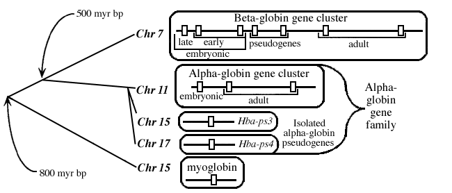 Alpha Globin Genes