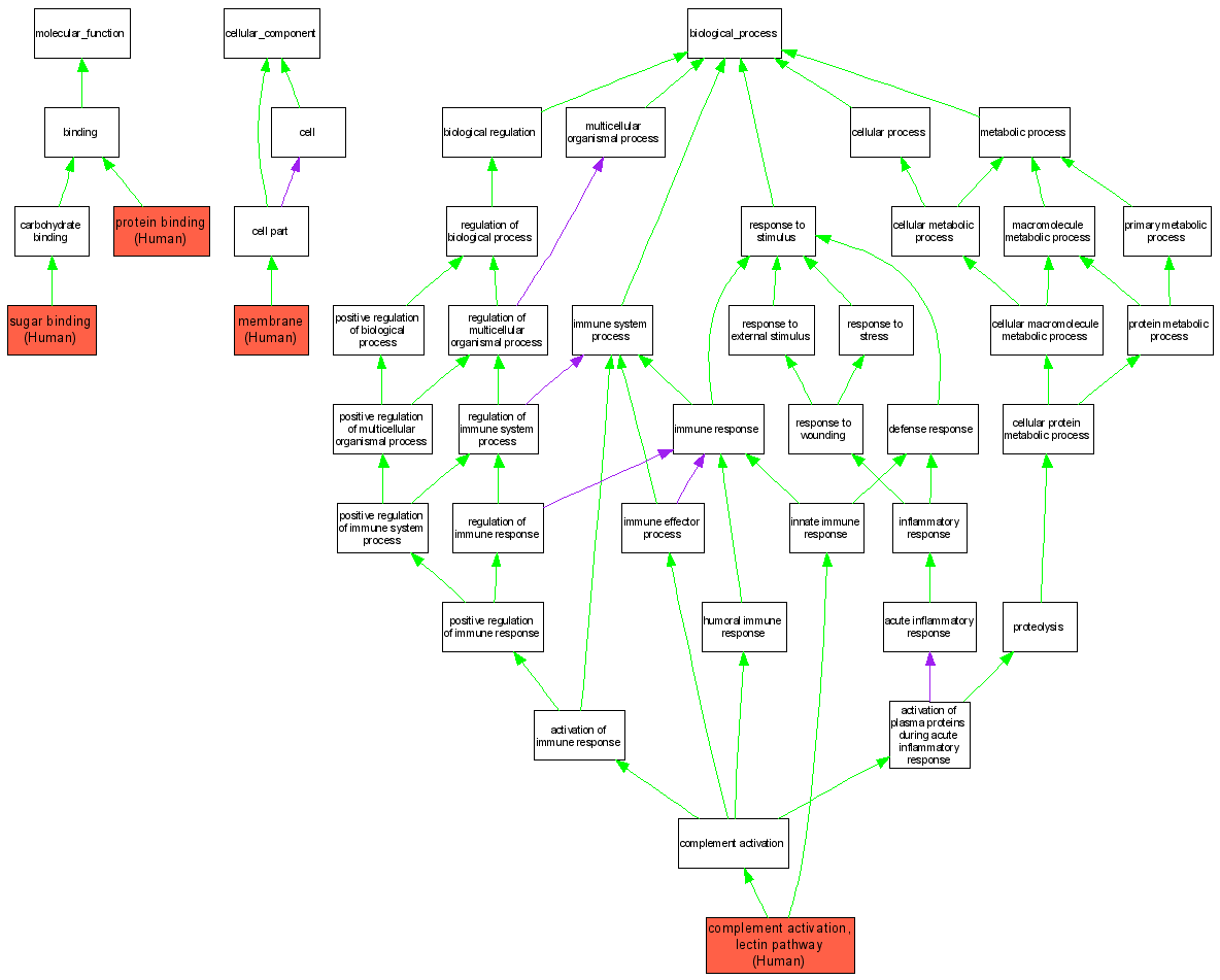 Compare GO annotations related to Ichthyosis histrix, Curth-Macklin ...