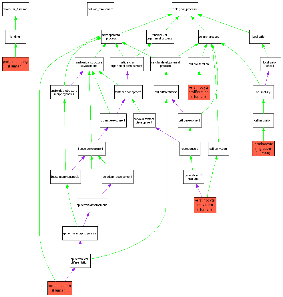 Ichthyosis Bullosa Of Siemens Updated Molecular Genetics And