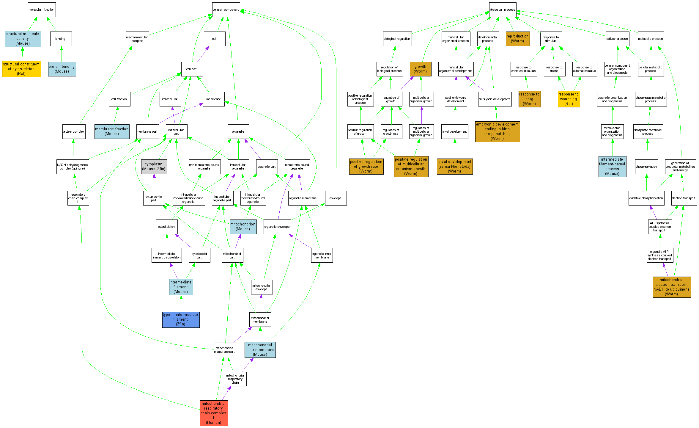Compare GO annotations related to Alexander disease using OMIM genes ...