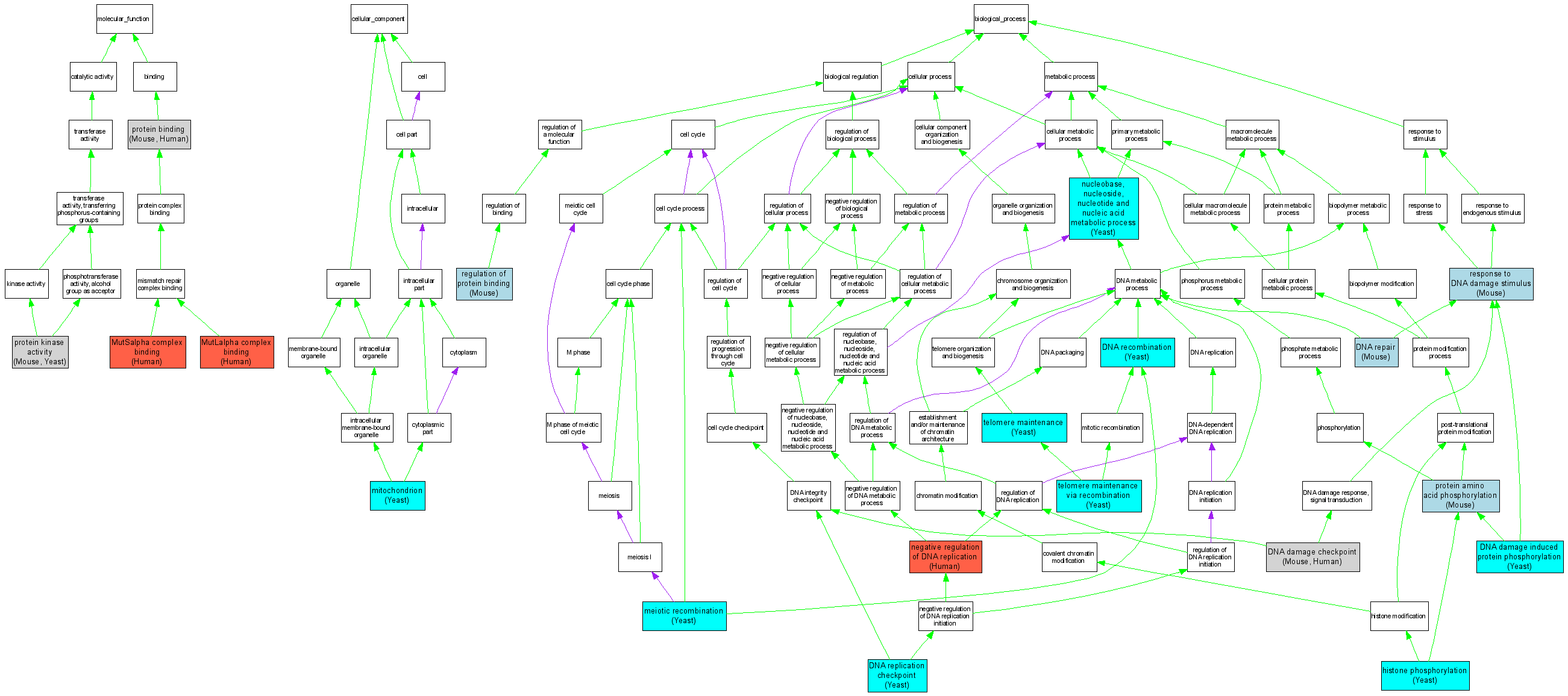 Compare GO annotations related to Seckel syndrome 1 using OMIM genes ...