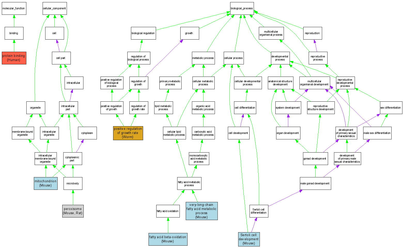 Compare GO annotations related to D-bifunctional protein deficiency ...