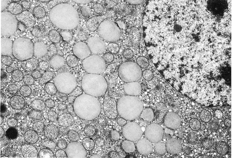 Color Atlas of Neoplastic and Non-neoplastic Lesions in Aging Mice ...
