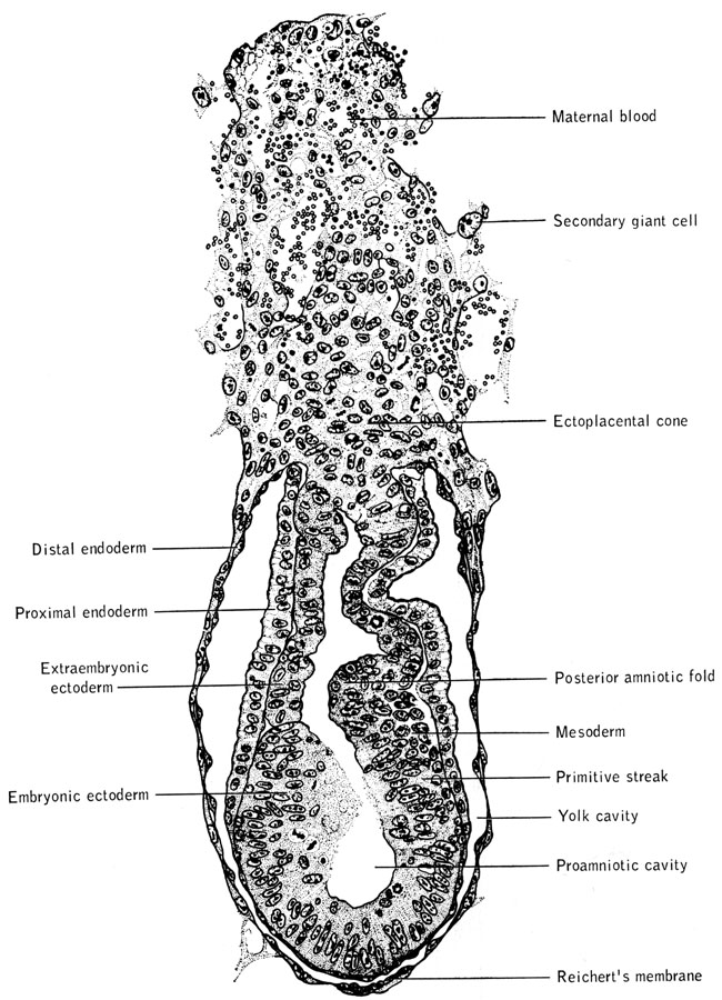 Biology of the Laboratory Mouse - Figure 12-10