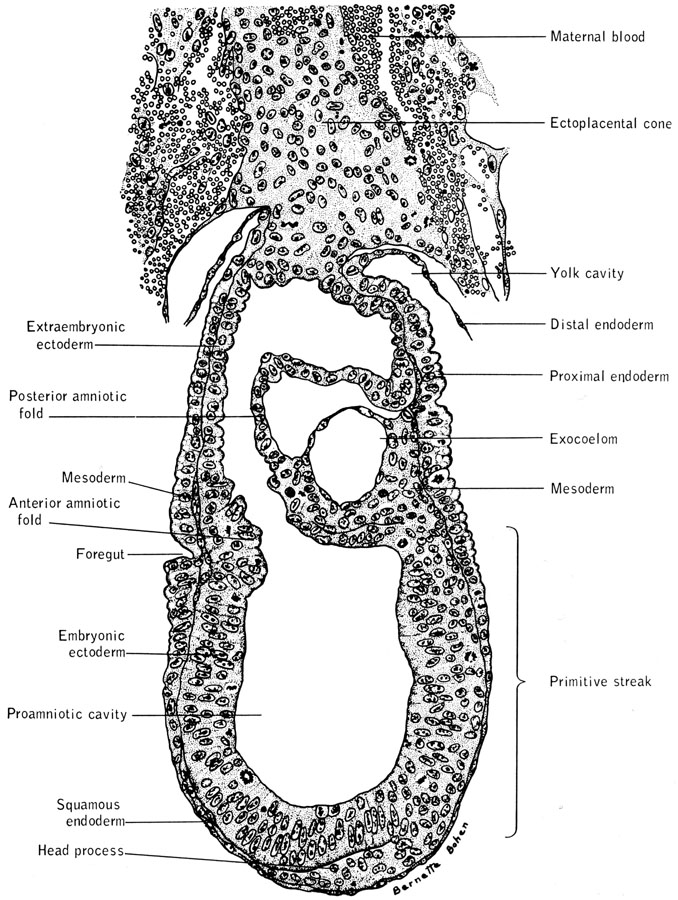 Biology of the Laboratory Mouse - Figure 12-12