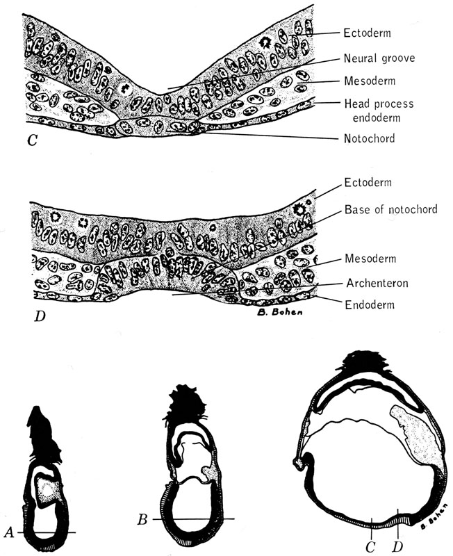Biology of the Laboratory Mouse - Figure 12-15