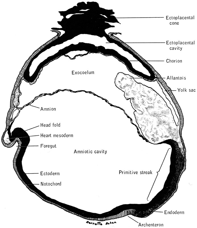 Biology of the Laboratory Mouse - Figure 12-16