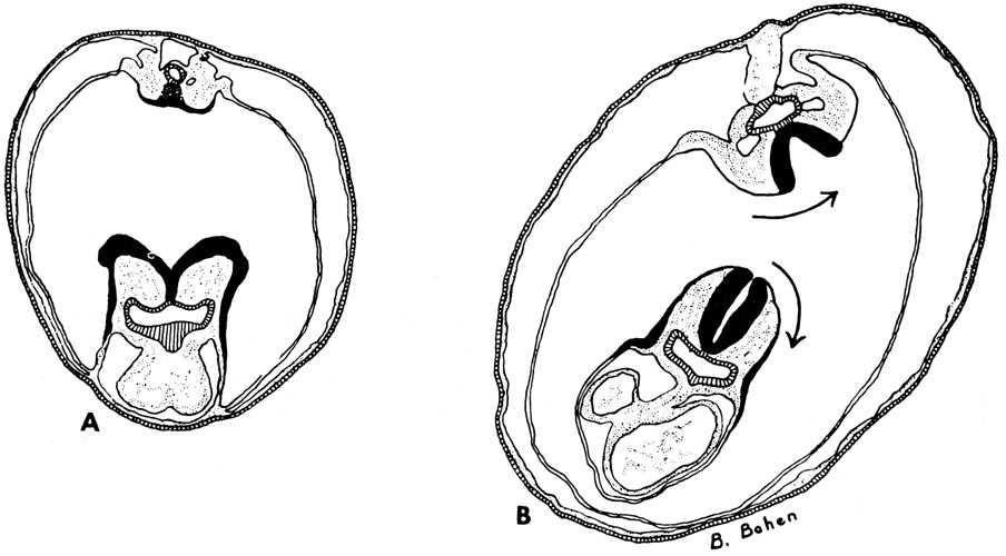 Biology of the Laboratory Mouse - Figure 12-25