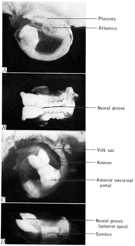 Biology of the Laboratory Mouse - Figure 12-26