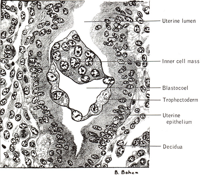 Biology of the Laboratory Mouse - Figure 12-3