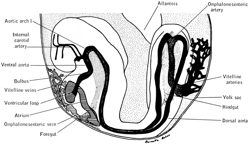 Biology of the Laboratory Mouse - Figure 12-30
