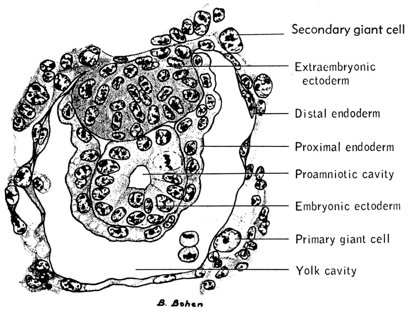 Biology of the Laboratory Mouse - Figure 12-6