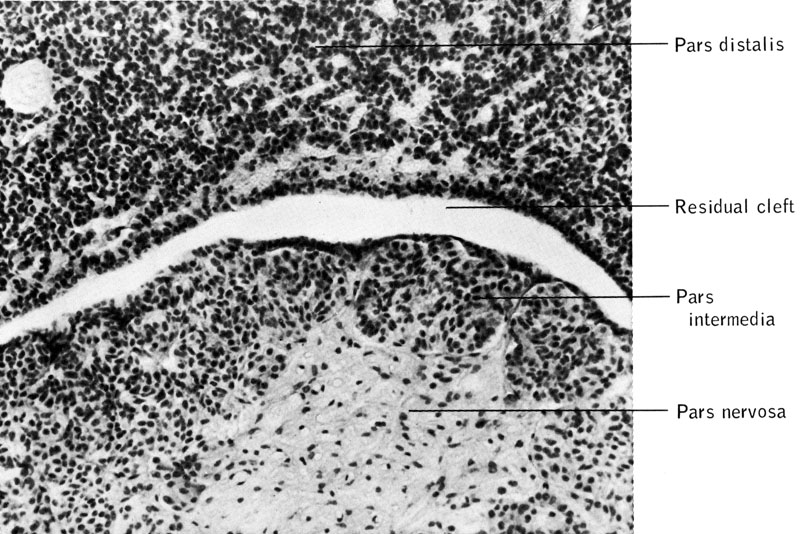 Biology of the Laboratory Mouse - Figure 13-14