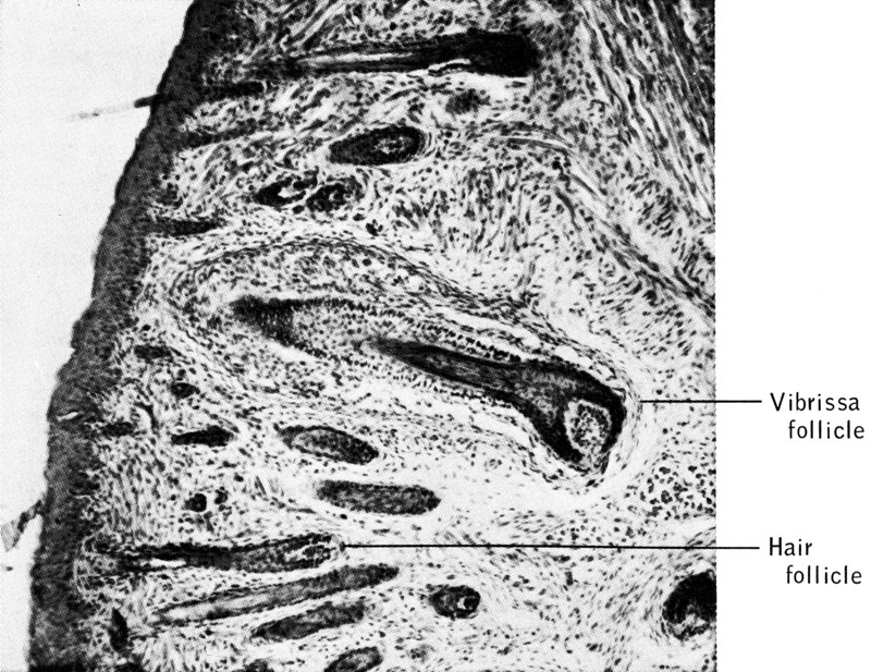 Biology of the Laboratory Mouse - Figure 13-17