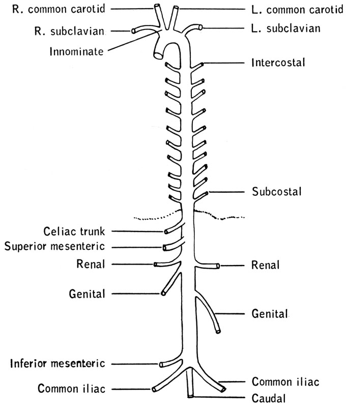 Biology of the Laboratory Mouse - Figure 13-3