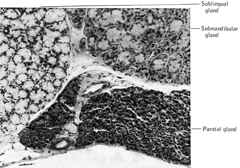 Biology of the Laboratory Mouse - Figure 13-30