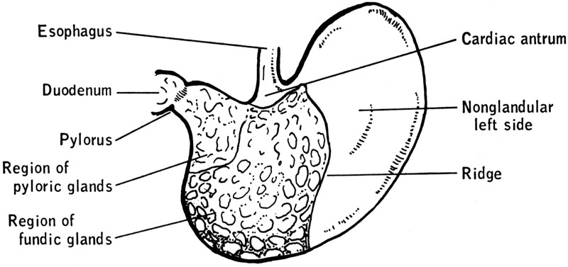 Biology of the Laboratory Mouse - Figure 13-32