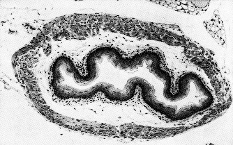 Biology of the Laboratory Mouse - Figure 13-33