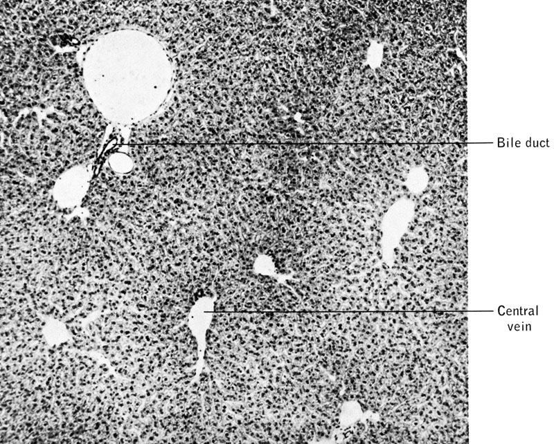 Biology of the Laboratory Mouse - Figure 13-38
