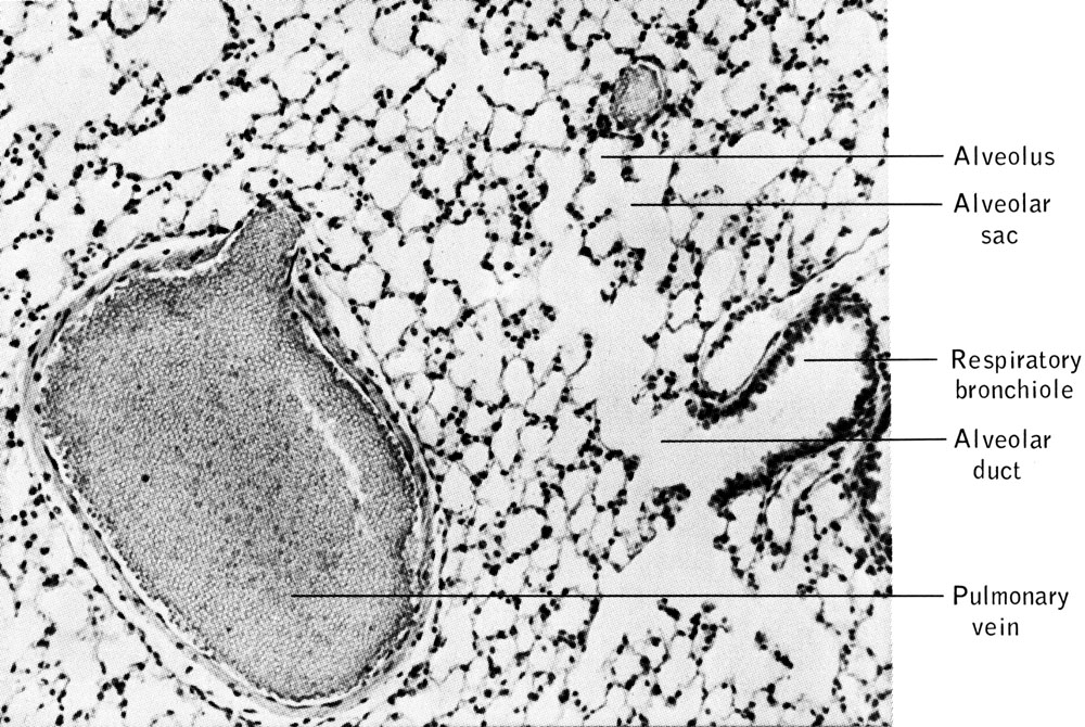 Biology of the Laboratory Mouse - Figure 13-41