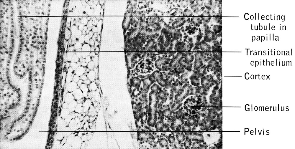 Biology of the Laboratory Mouse - Figure 13-42