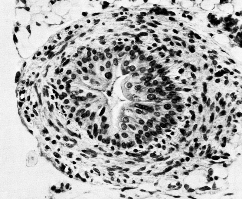 Biology of the Laboratory Mouse - Figure 13-43
