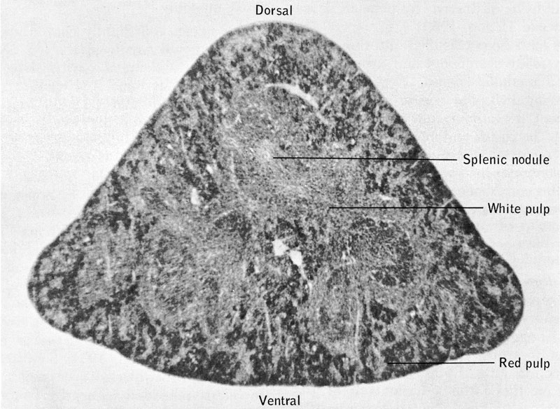Biology of the Laboratory Mouse - Figure 13-5