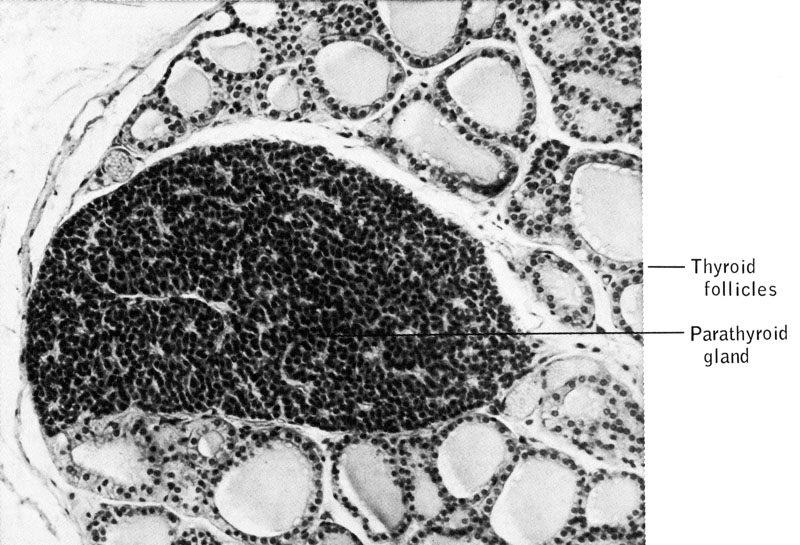 Biology of the Laboratory Mouse - Figure 13-9