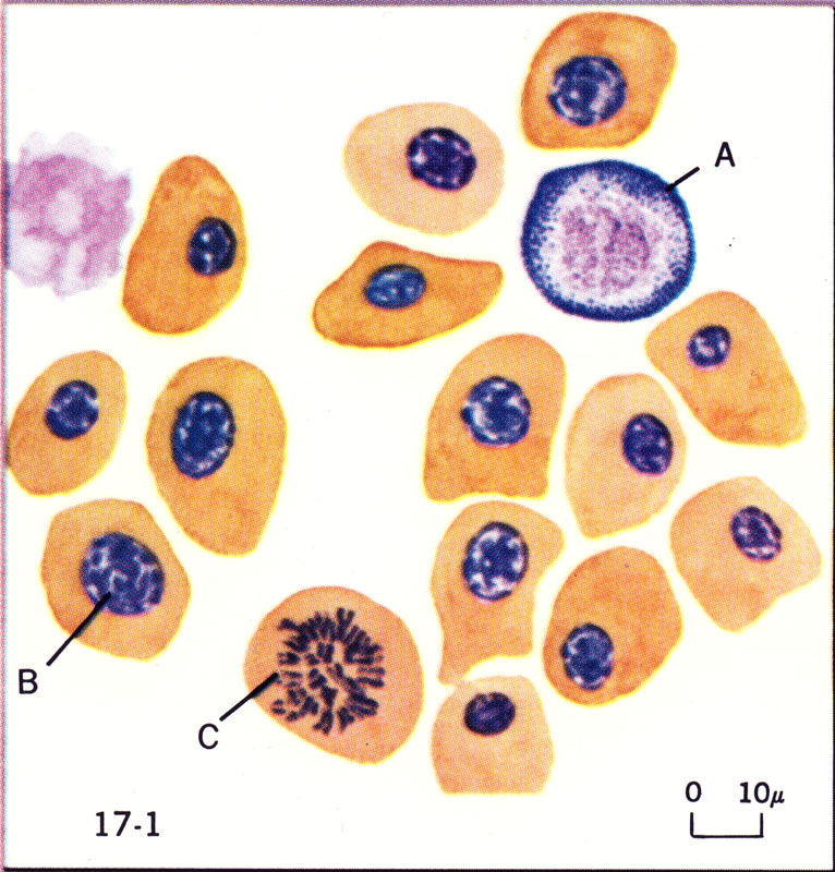 Biology of the Laboratory Mouse - Figure 17-1