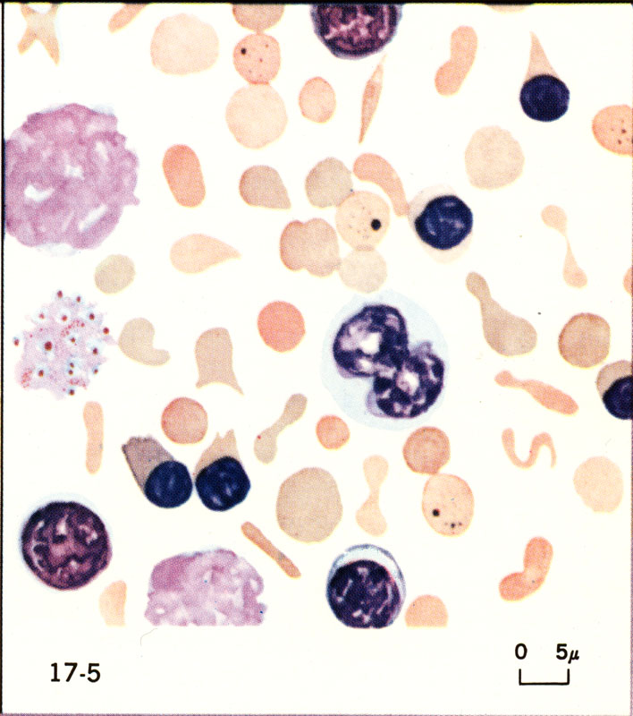 Biology of the Laboratory Mouse - Figure 17-5