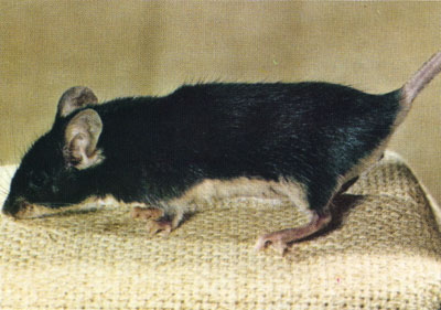 Biology of the Laboratory Mouse - Figure 21-1