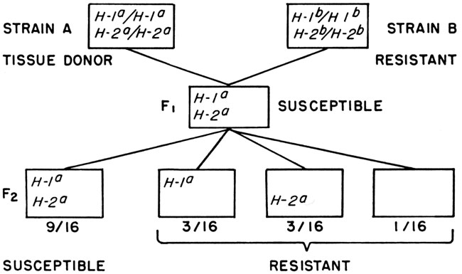 Biology of the Laboratory Mouse - Figure 24-1 Biology of the Laboratory Mouse - Figure 24-1