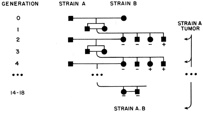 Biology of the Laboratory Mouse - Figure 24-2