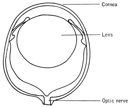 Biology of the Laboratory Mouse - Figure 32-4