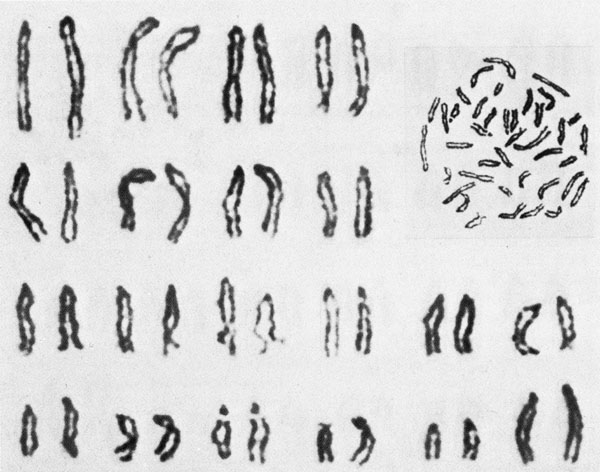 Biology of the Laboratory Mouse - Figure 7-12