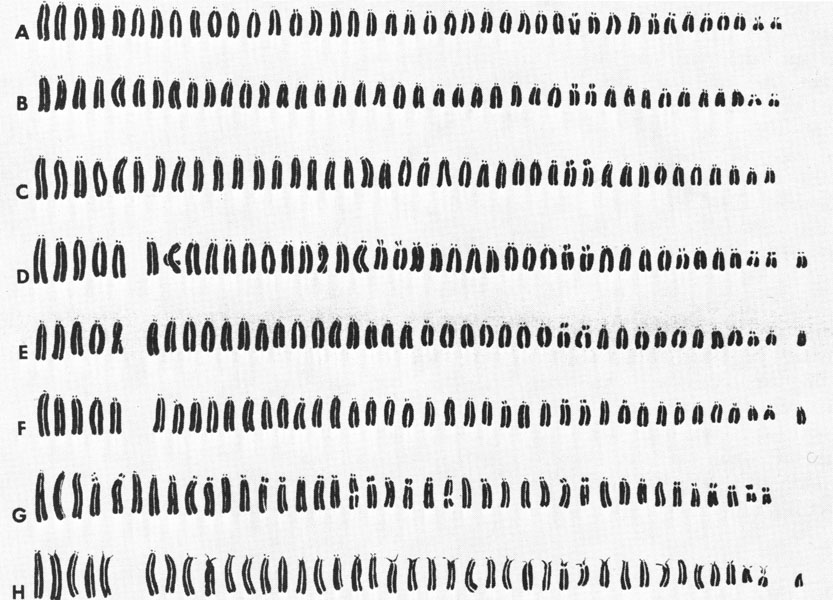 Biology of the Laboratory Mouse - Figure 7-15