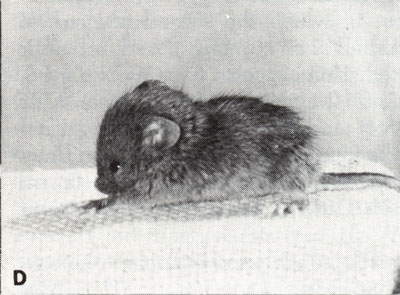 Biology of the Laboratory Mouse - Figure 8-1