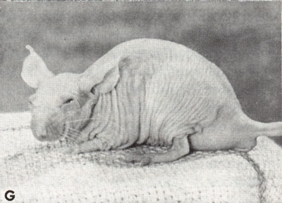 Biology of the Laboratory Mouse - Figure 8-1