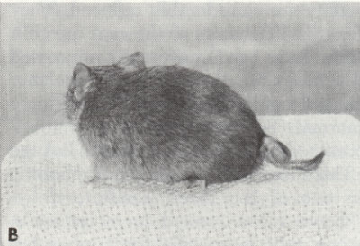 Biology of the Laboratory Mouse - Figure 8-2