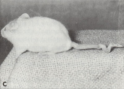 Biology of the Laboratory Mouse - Figure 8-2