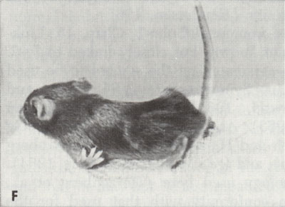 Biology of the Laboratory Mouse - Figure 8-2