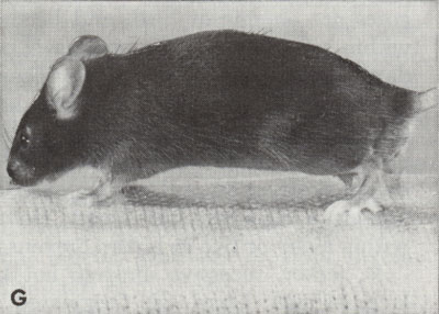 Biology of the Laboratory Mouse - Figure 8-2