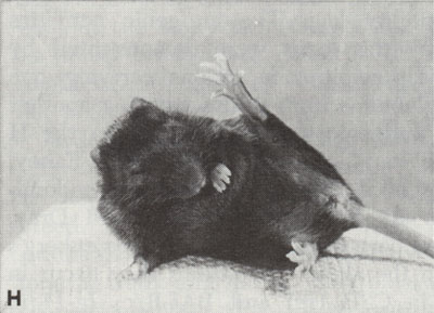 Biology of the Laboratory Mouse - Figure 8-2