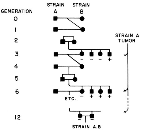 Origins of Inbred Mice - Figure 11-2