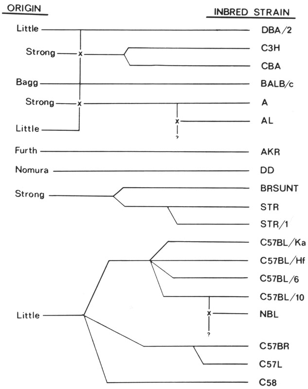 Origins of Inbred Mice - Figure 16-1