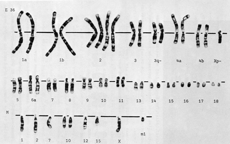 Origins of Inbred Mice - Figure 45-11