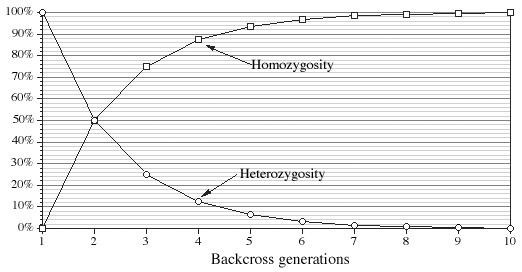 Figure 3.5 - Genomic homogeneity and heterogeneity during the creation ...