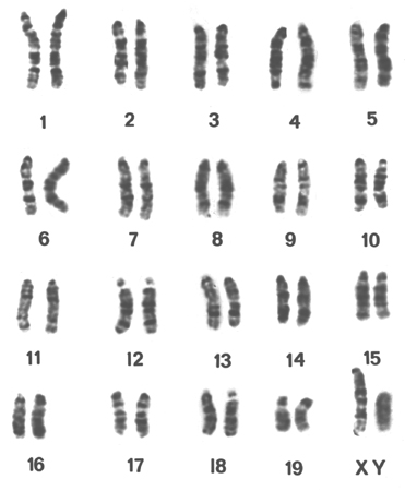 Figure 5.1 - Normal Mus musculus karyotype