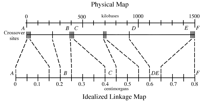 Genetic Map Vs Physical Map